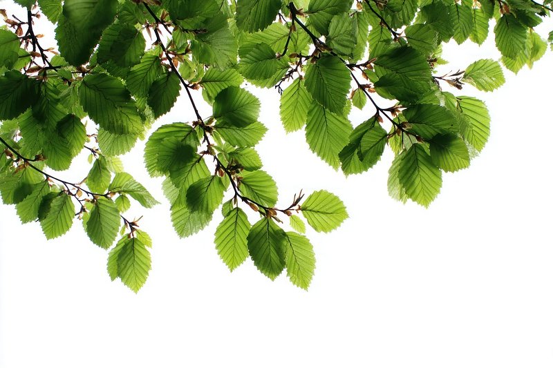 Tree With Leaves Nature Background Texture Images | Free Photos, PNG ...