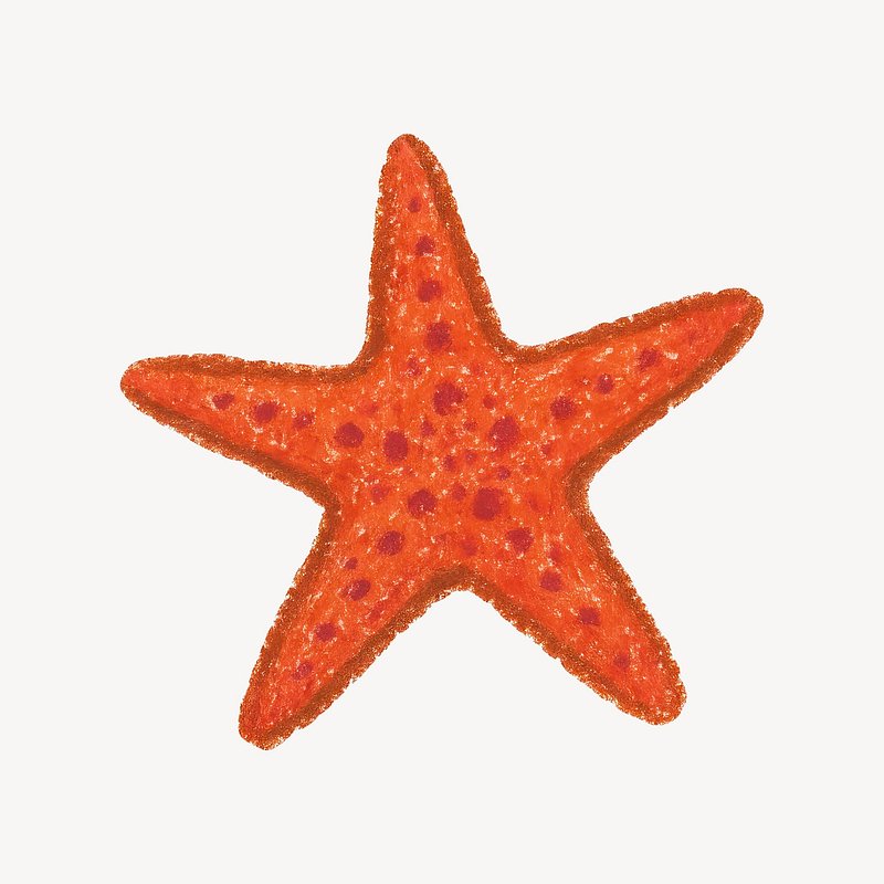 A Starfish Marine Images | Free Photos, PNG Stickers, Wallpapers ...