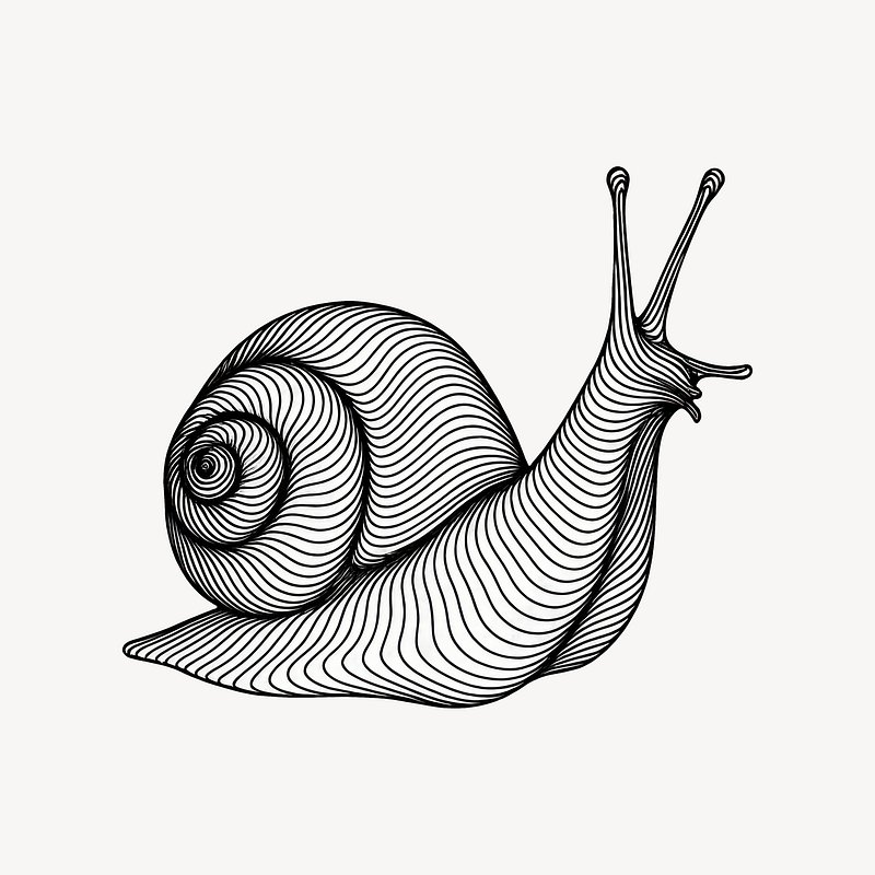 Snail+sketches Shadow Images | Free Photos, PNG Stickers, Wallpapers ...
