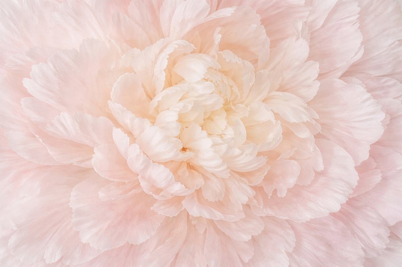 Desktop Pattern Flowers Floral Nature Texture Images | Free Photos, PNG ...