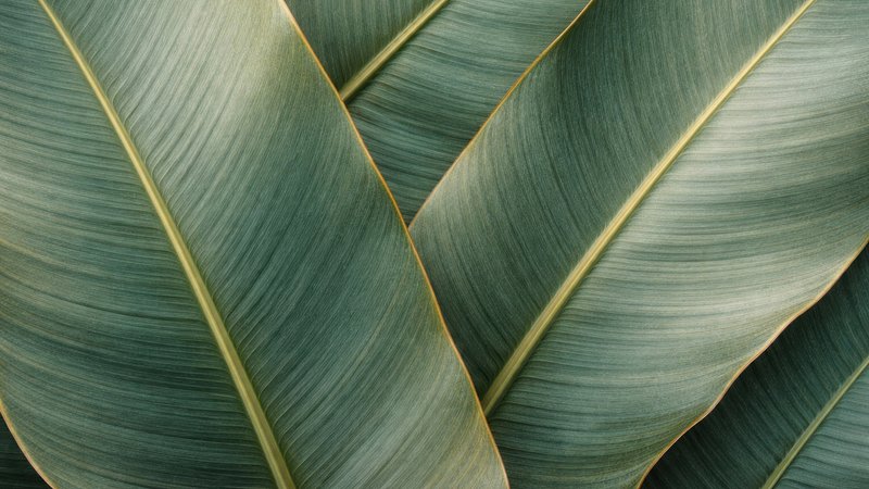 Bird Desktop Wallpaper Nature Tropical Texture Images | Free Photos ...