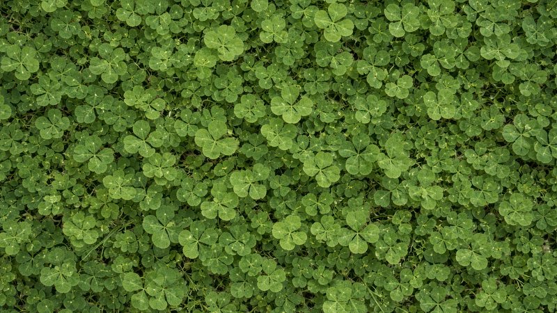 Weeding+image JPG Weed Background Design Images | Free Photos, PNG ...