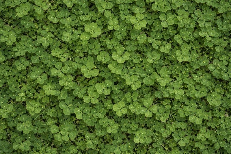 Weeding+image JPG Weed Texture Images | Free Photos, PNG Stickers ...