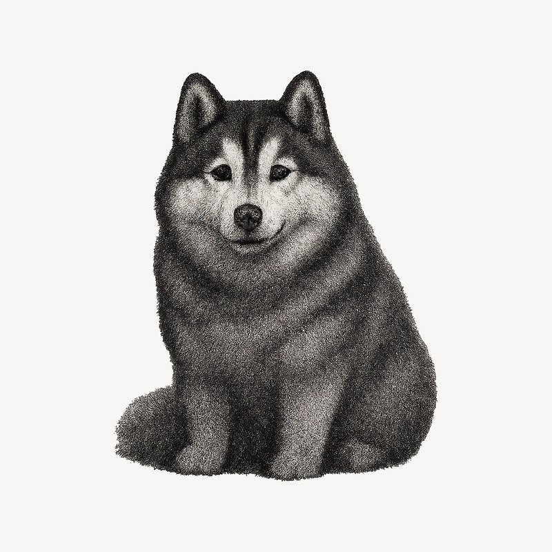 Drawing+of+a+husky Background Cute PNG Images | Free Photos, PNG ...