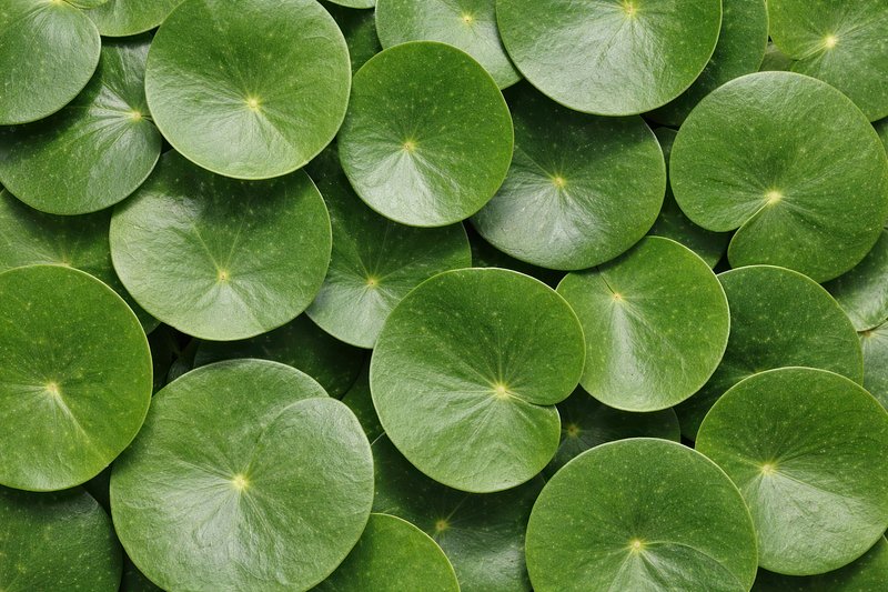 Wallpaper With Money Texture Images | Free Photos, PNG Stickers ...