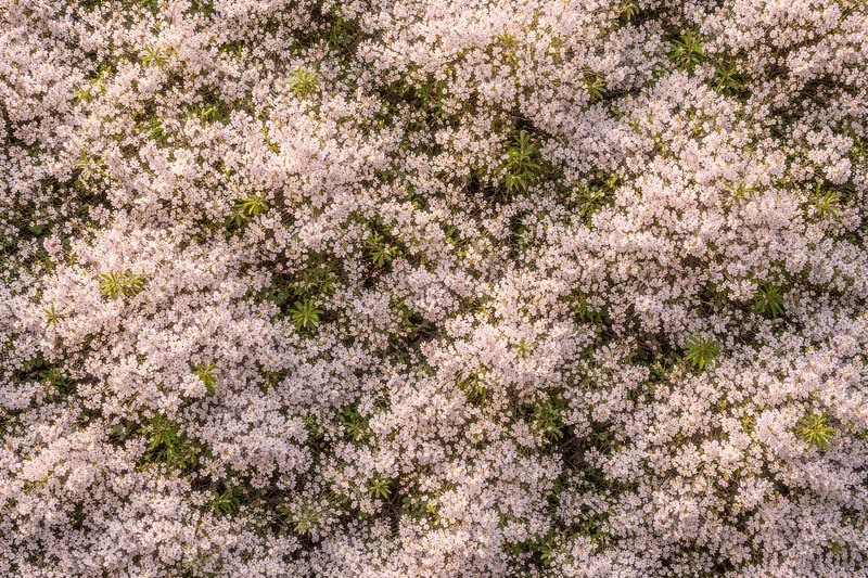 Cherries+desktop+wallpaper Sky Pink Images | Free Photos, PNG Stickers ...