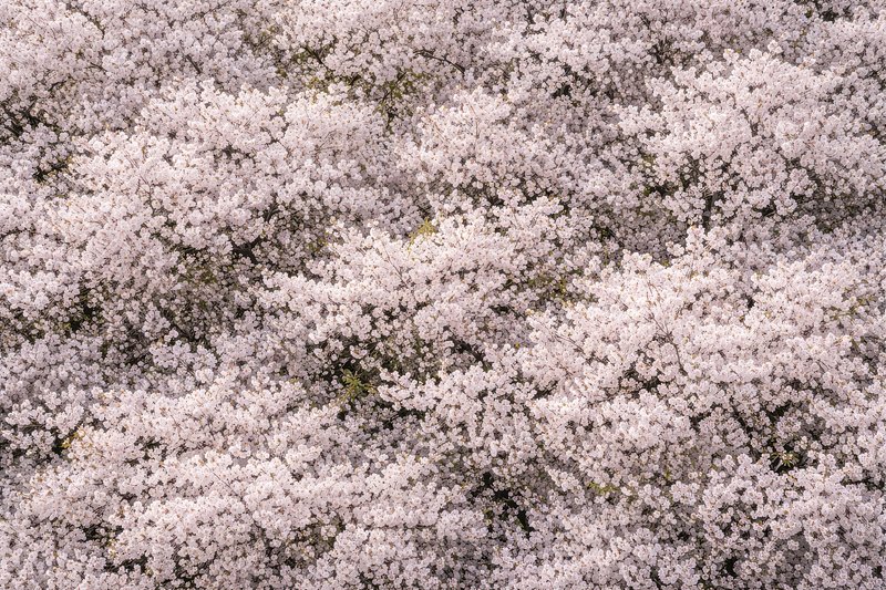 Cherries+desktop+wallpaper Sky Background Images | Free Photos, PNG ...