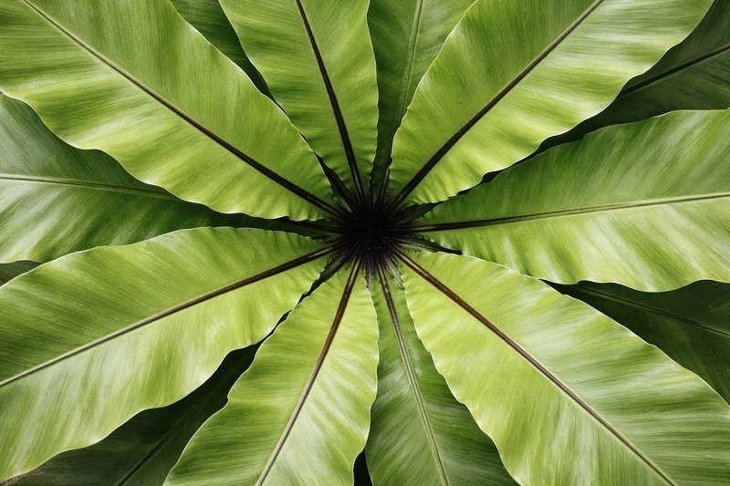 Bird Desktop Wallpaper Nature Leaf Design Images | Free Photos, PNG ...