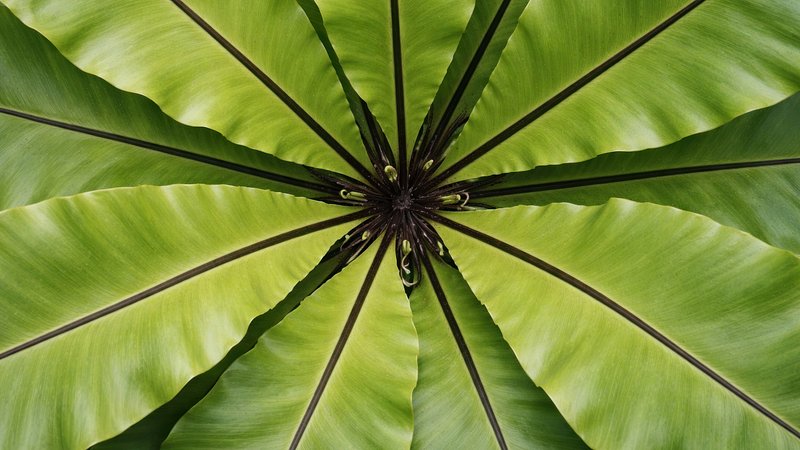 Bird Desktop Wallpaper Nature Tropical Background Images | Free Photos ...