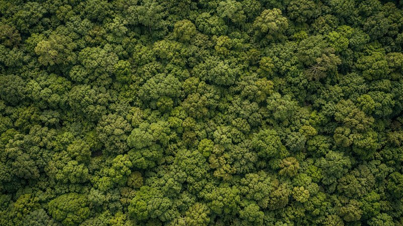 Amazone+photo Background Tree Forest Images | Free Photos, PNG Stickers ...