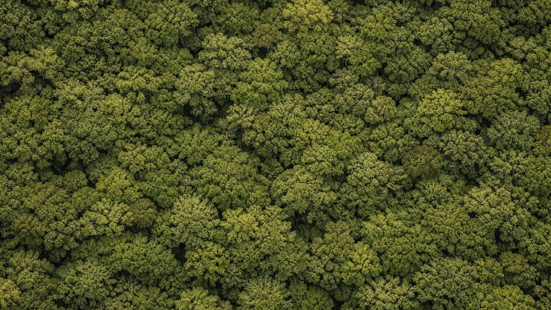 Amazone+photo Background Tree Forest Images | Free Photos, PNG Stickers ...