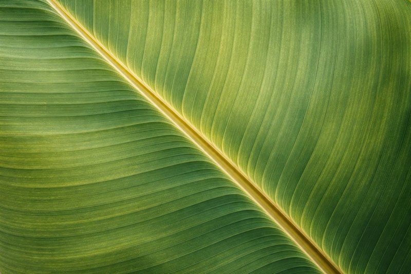 Bird Desktop Wallpaper Nature Leaf Design Images | Free Photos, PNG ...