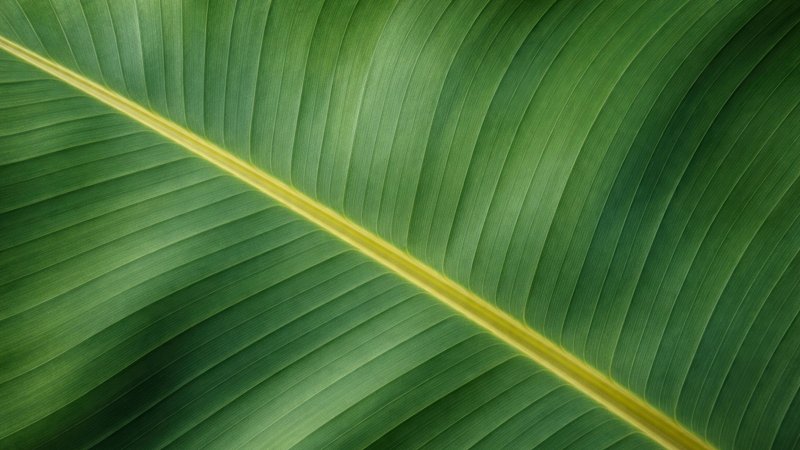 Bird Desktop Wallpaper Nature Leaf Images | Free Photos, PNG Stickers ...