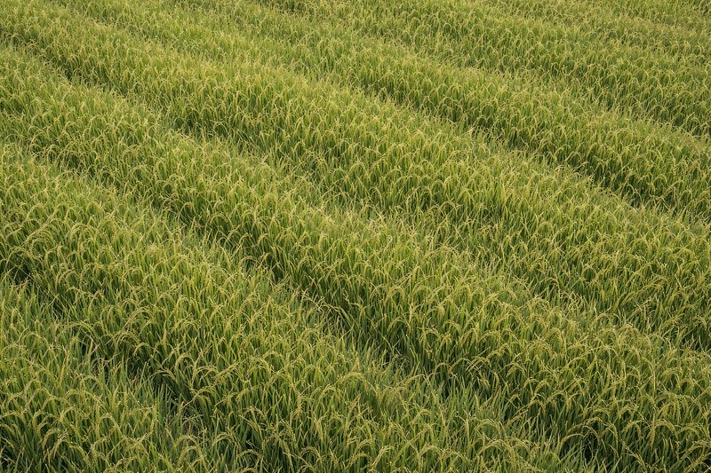 Light And Shadows Landscapes Background Design Wallpaper Images | Free ...