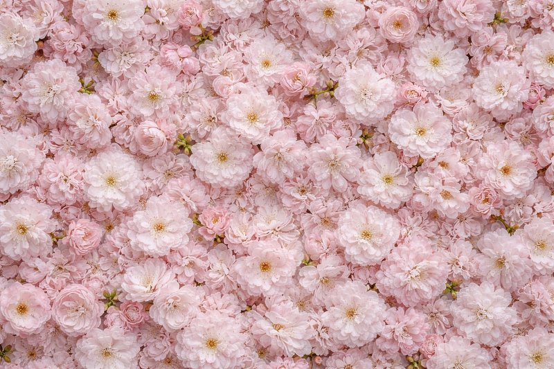 Cherries+desktop+wallpaper Sky Pink Images | Free Photos, PNG Stickers ...