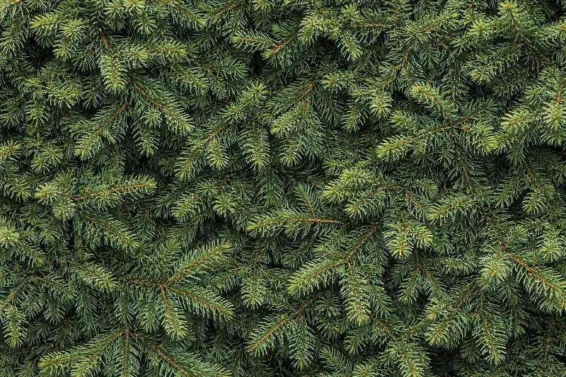 Photographer In Forest Texture Desktop Wallpaper Images | Free Photos ...