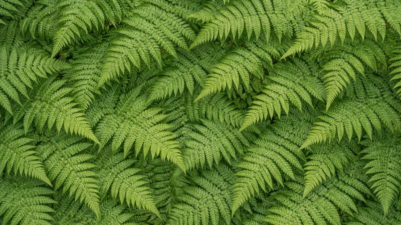 Wallpaper For Ladies Plant JPG Texture Images | Free Photos, PNG ...