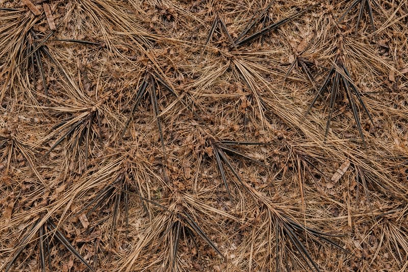 Pine Floor JPG Texture Images | Free Photos, PNG Stickers, Wallpapers ...