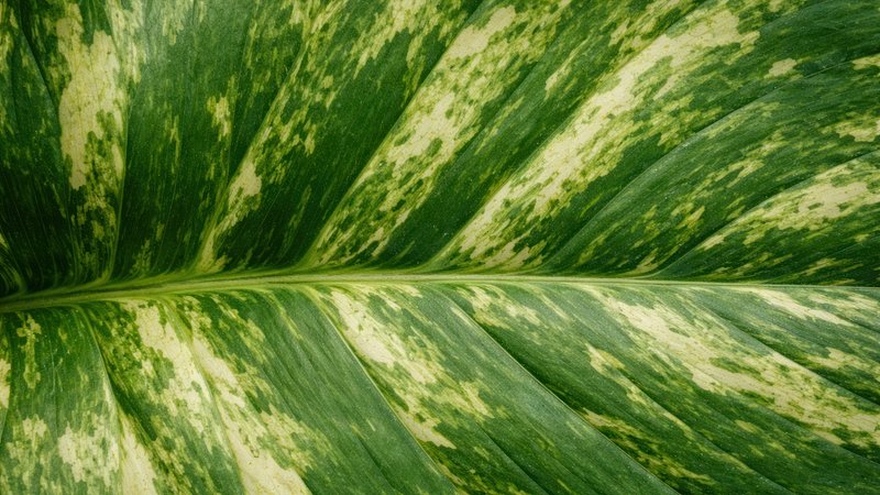 Ivy+wallpaper Nature Background Images | Free Photos, PNG Stickers ...