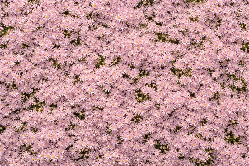 Minimalist Plant Pink Desktop Wallpaper Texture Images | Free Photos ...