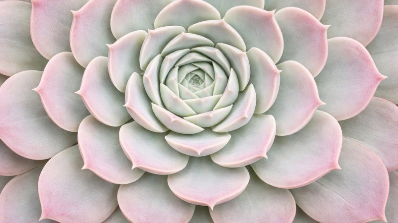 Wallpaper For Ladies Plant JPG Texture Images | Free Photos, PNG ...