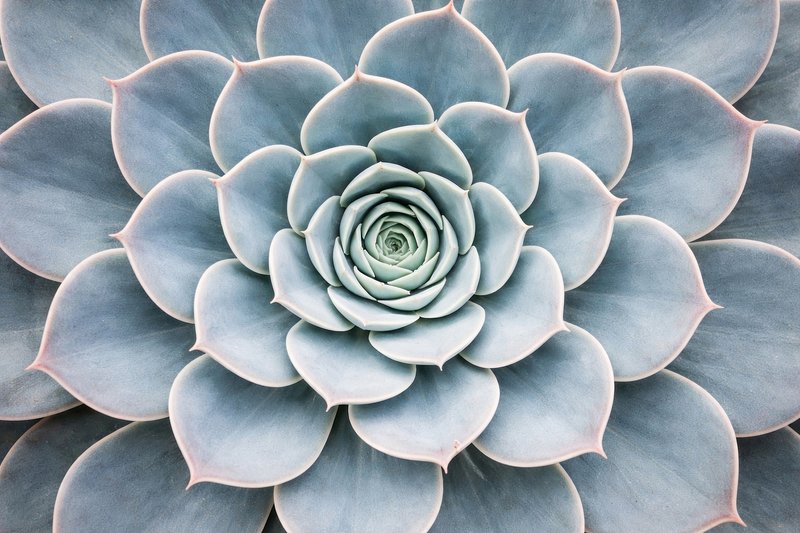 Wallpaper Background Plant Shadow Natural Design Images | Free Photos ...