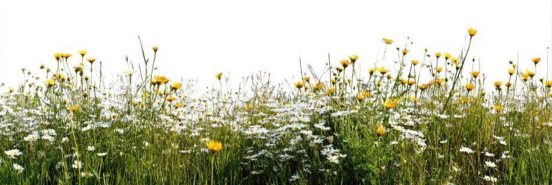 Daisy Field Spring Flowers Images | Free Photos, PNG Stickers ...