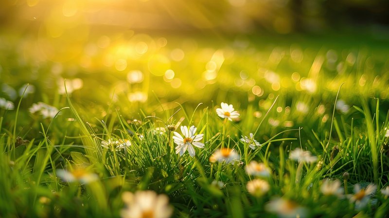 Bokeh Green Wallpaper Light Images | Free Photos, PNG Stickers ...