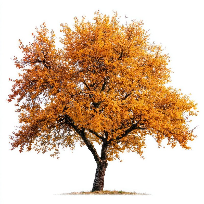 Fall Photography JPG Nature Tree Images | Free Photos, PNG Stickers ...