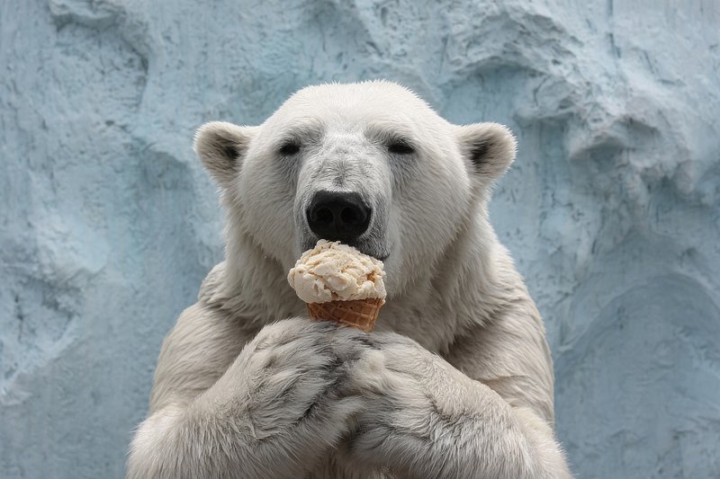 Arctic Bear Ice Images | Free Photos, PNG Stickers, Wallpapers ...