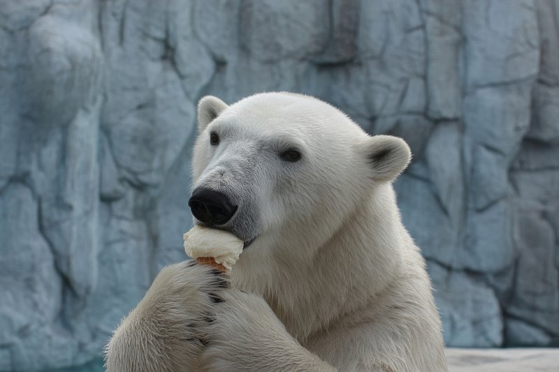 Arctic Bear Ice Images | Free Photos, PNG Stickers, Wallpapers ...