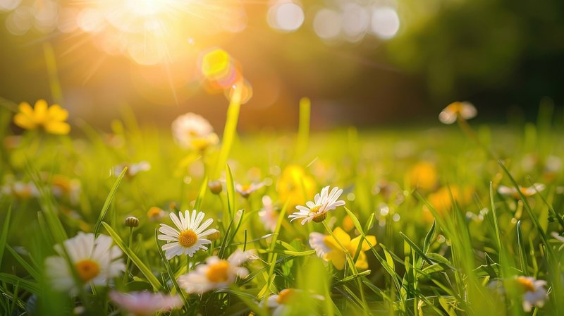 Daisy Field Natural JPG Scenery Images | Free Photos, PNG Stickers ...