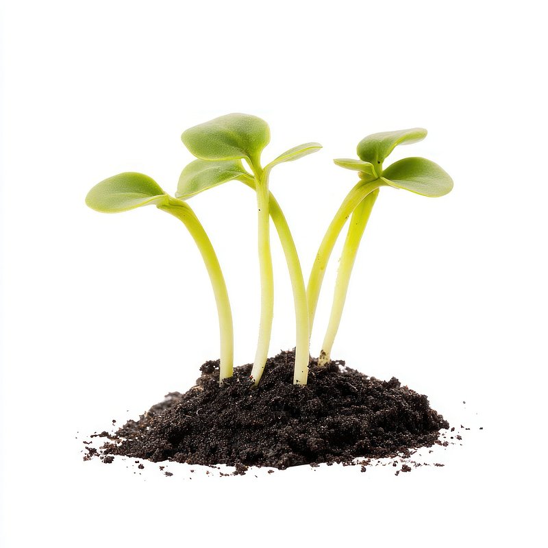 Live Plant Nature Leaves Shadow PNG Images | Free Photos, PNG Stickers ...