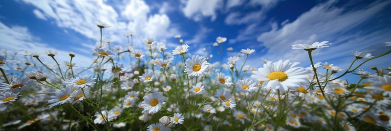 Daisy Field Natural JPG Landscape Images | Free Photos, PNG Stickers ...