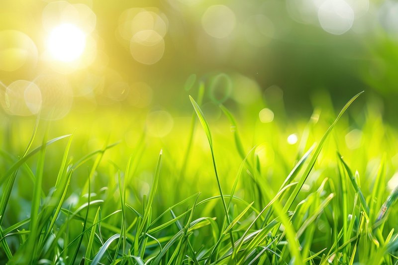 White Bokeh Grass Images | Free Photos, PNG Stickers, Wallpapers & Backgrounds - rawpixel