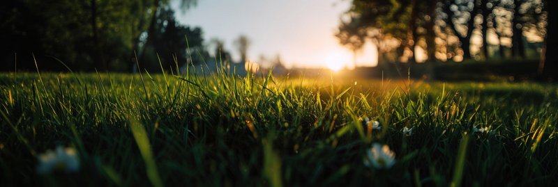 Sunlight Tree Golden Light Grass Images | Free Photos, PNG Stickers ...