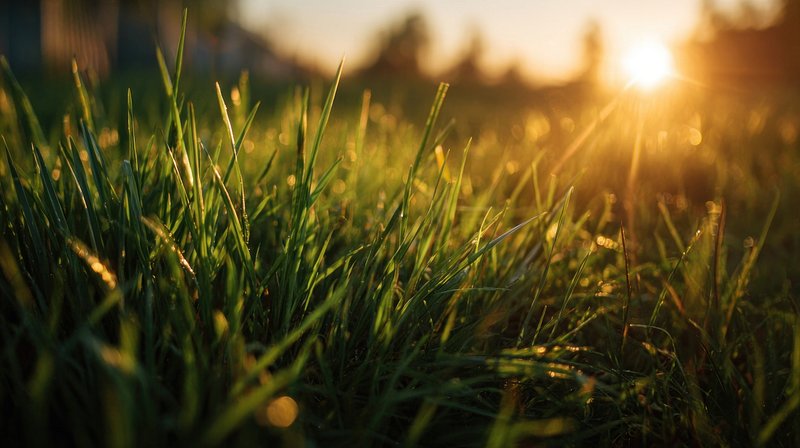 Sun Light Sunrise Background Wallpaper Images | Download Free Design ...