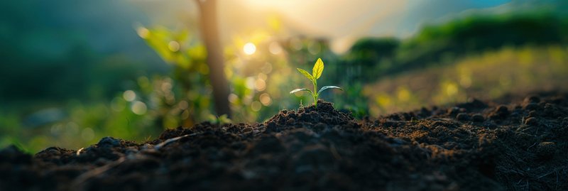 Mountain Morning Plant Images | Free Photos, PNG Stickers, Wallpapers ...