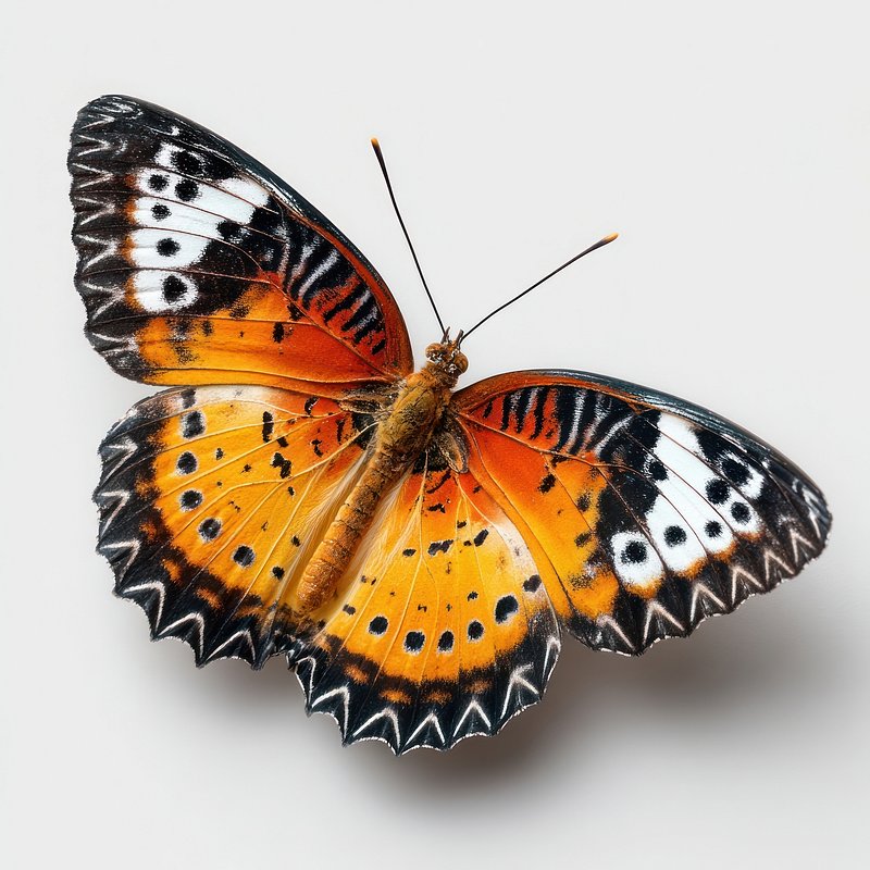 Butterfly, Side Orange Images | Free Photos, PNG Stickers, Wallpapers ...