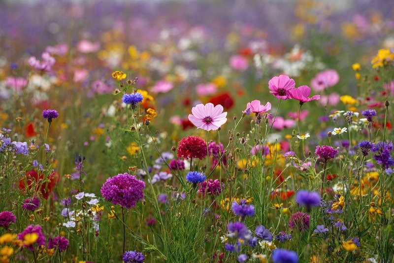 Daisy Purple Blossom Images | Free Photos, PNG Stickers, Wallpapers ...