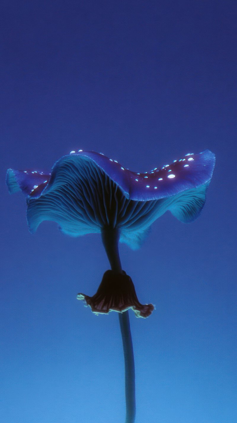 Unique+nature Wallpaper Minimal Design Images | Free Photos, PNG ...