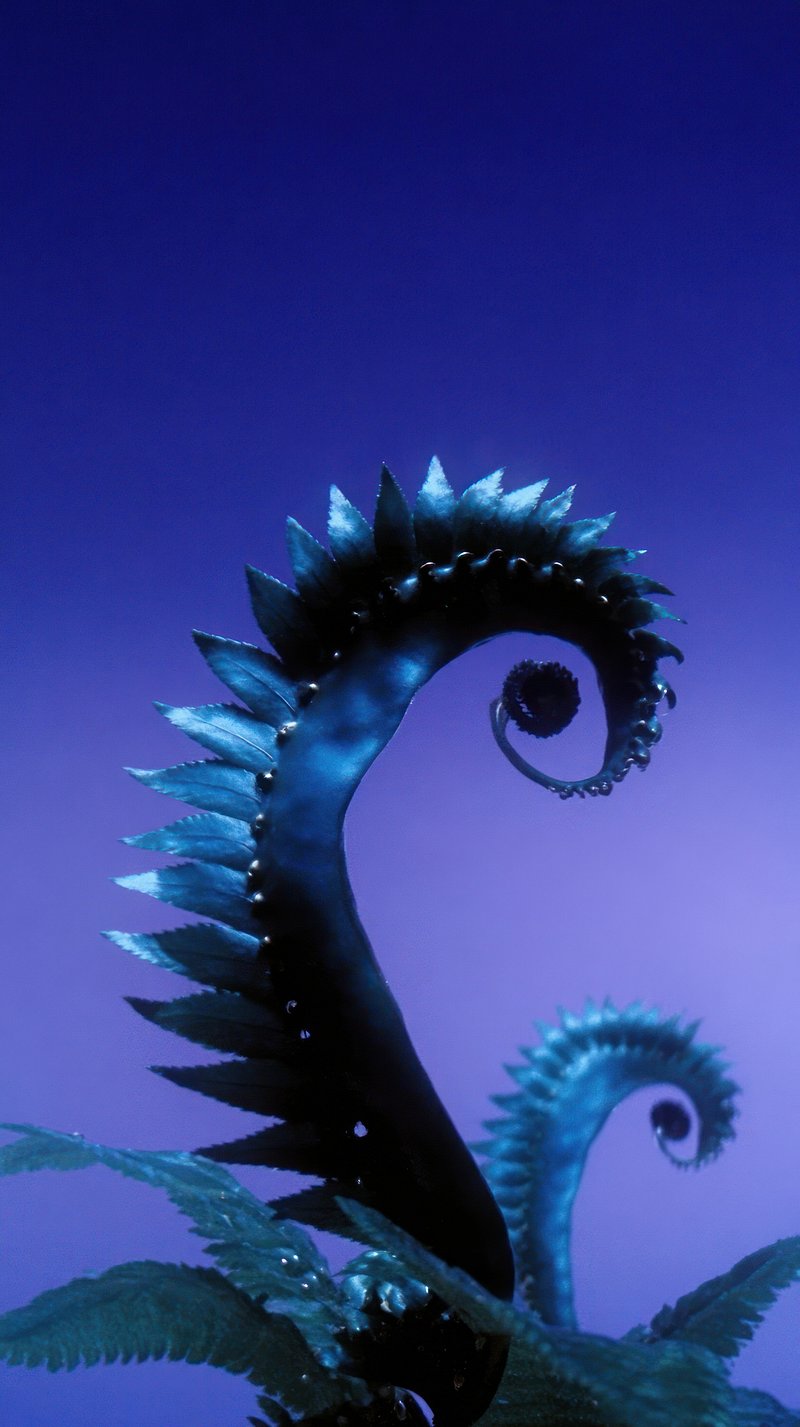 Purple Curve Background Isolated Images | Free Photos, PNG Stickers ...