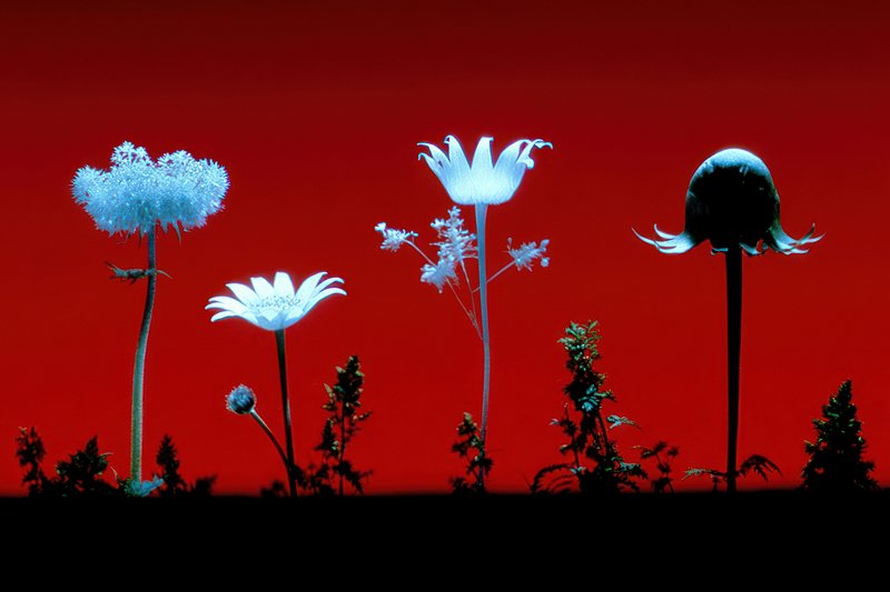 Simple Flora Illustration Images | Free Photos, PNG Stickers ...