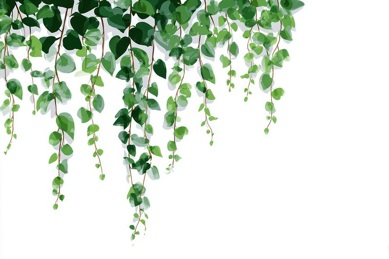 Vine Branch Leaf Images | Free Photos, PNG Stickers, Wallpapers ...