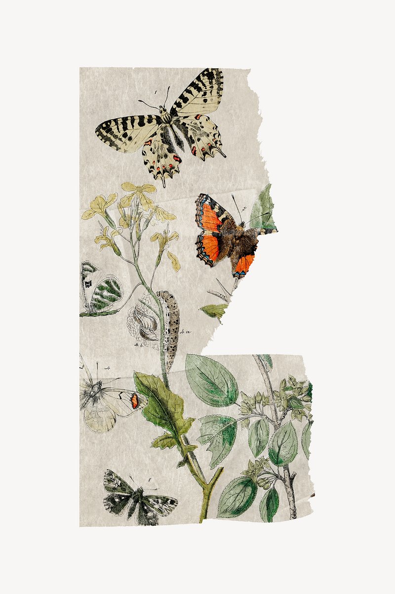 Decor+butterfly+moth Art Images | Free Photos, PNG Stickers, Wallpapers & Backgrounds - rawpixel