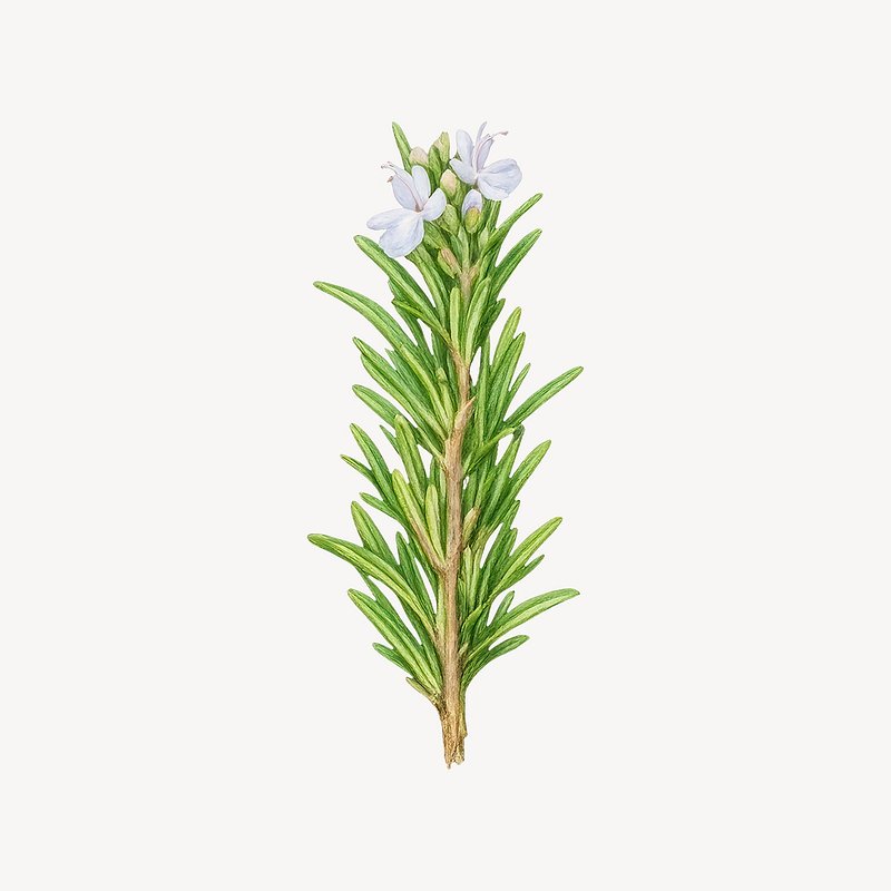Illustrated Herb Nature Images | Free Photos, PNG Stickers, Wallpapers ...