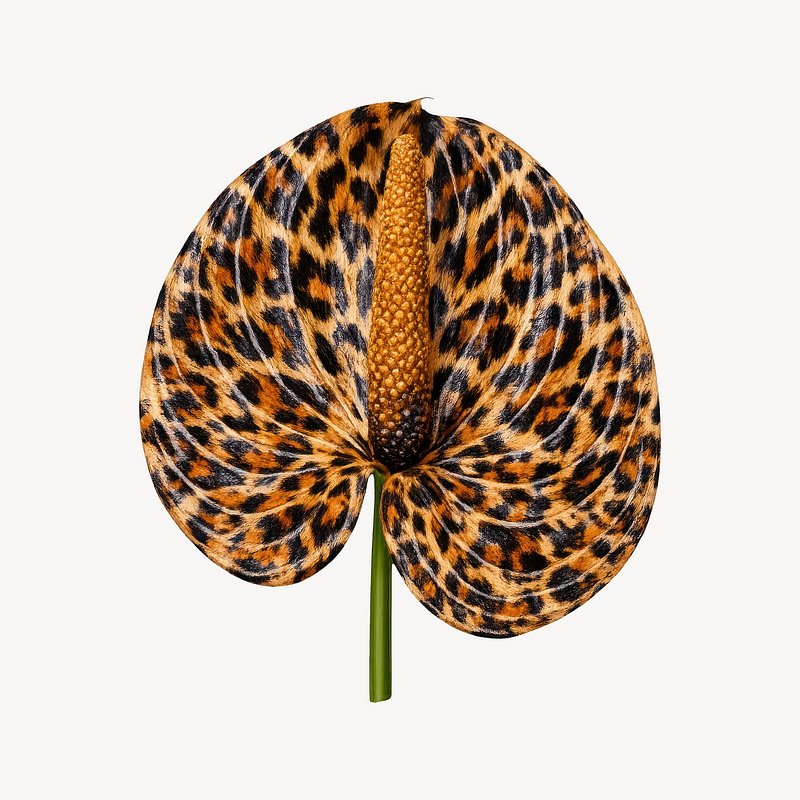 Plant Material Flower Images | Free Photos, PNG Stickers, Wallpapers ...