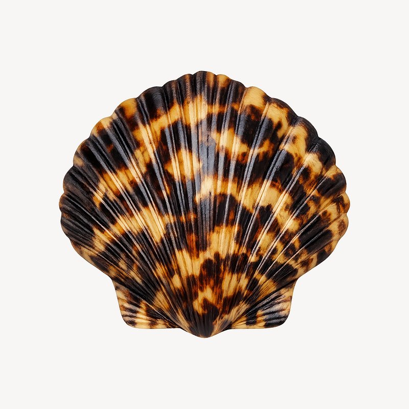 Beach Aesthetically Ocean Images | Free Photos, PNG Stickers ...