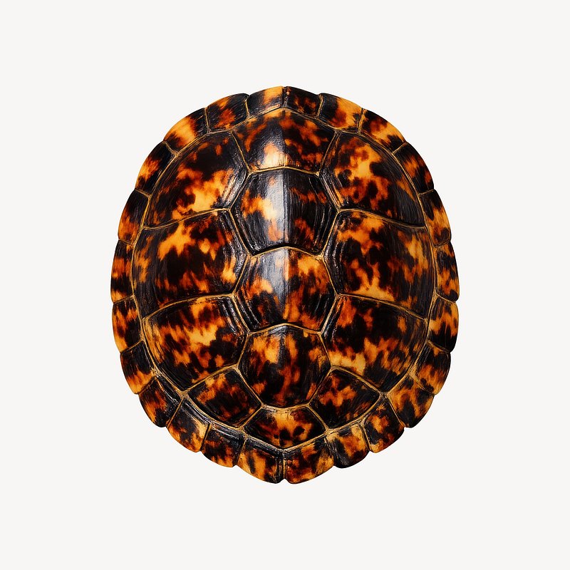 Turtle Transparent PNG Aesthetic Animal Images | Free Photos, PNG ...