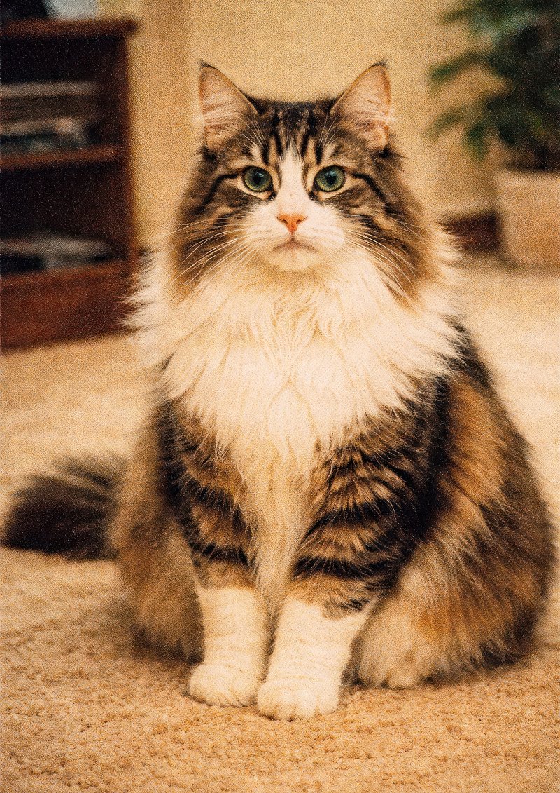 Wallpaper In Cat Aesthetic Texture Animal Retro Images | Free Photos ...